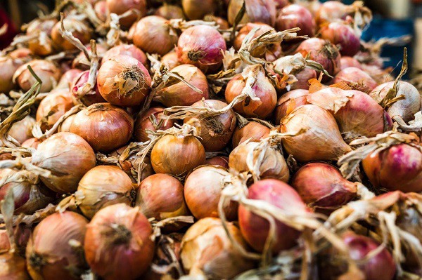 Une saison à « deux vitesses » pour l’oignon rosé