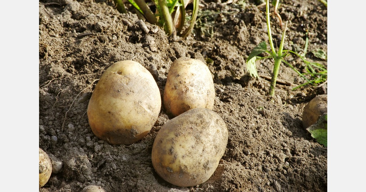 « Les filières plants et frais doivent trouver un équilibre