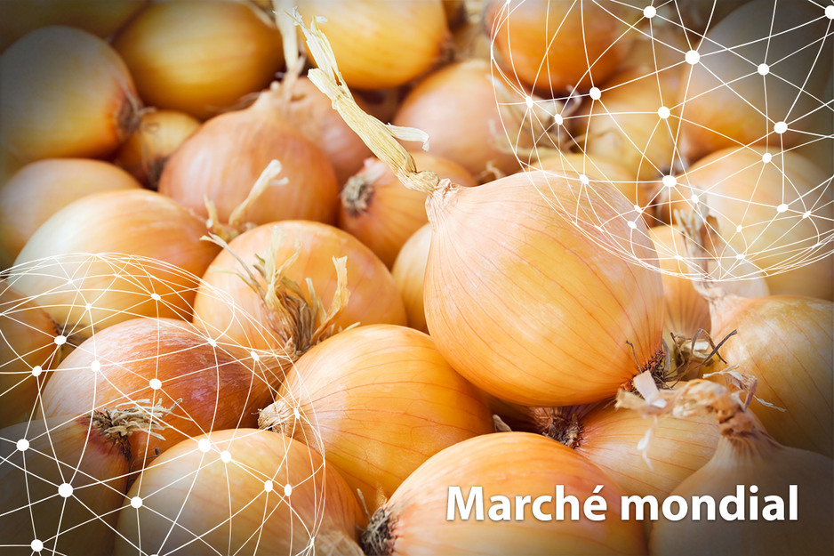 Marché mondial : l’oignon