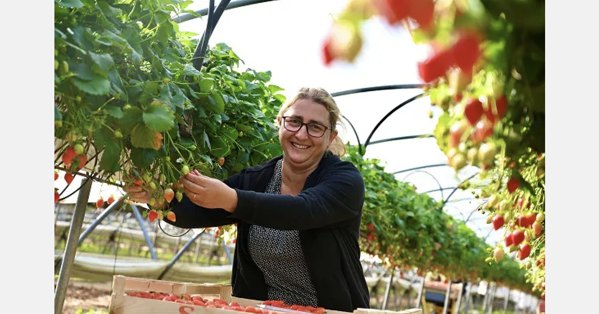 « Ce retard en début de campagne pourrait induire des pics de ...