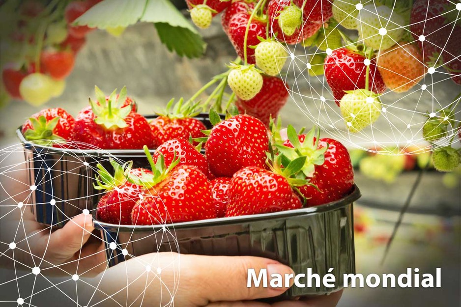 Marché mondial : la fraise