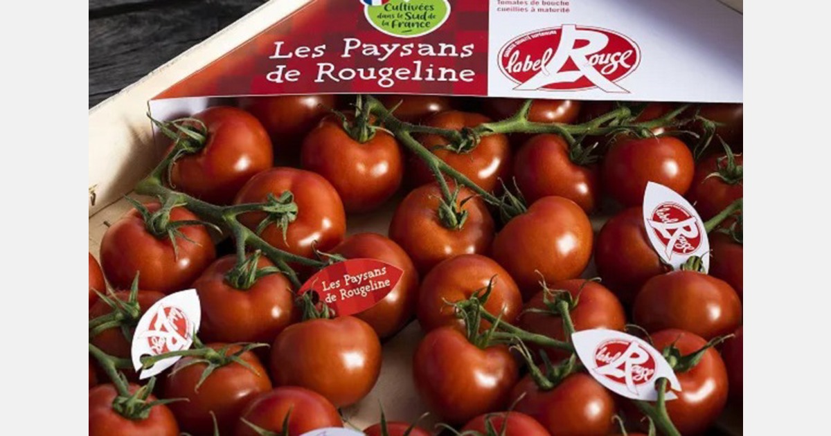 « Les tomates Label Rouge : des tomates au grand goût
