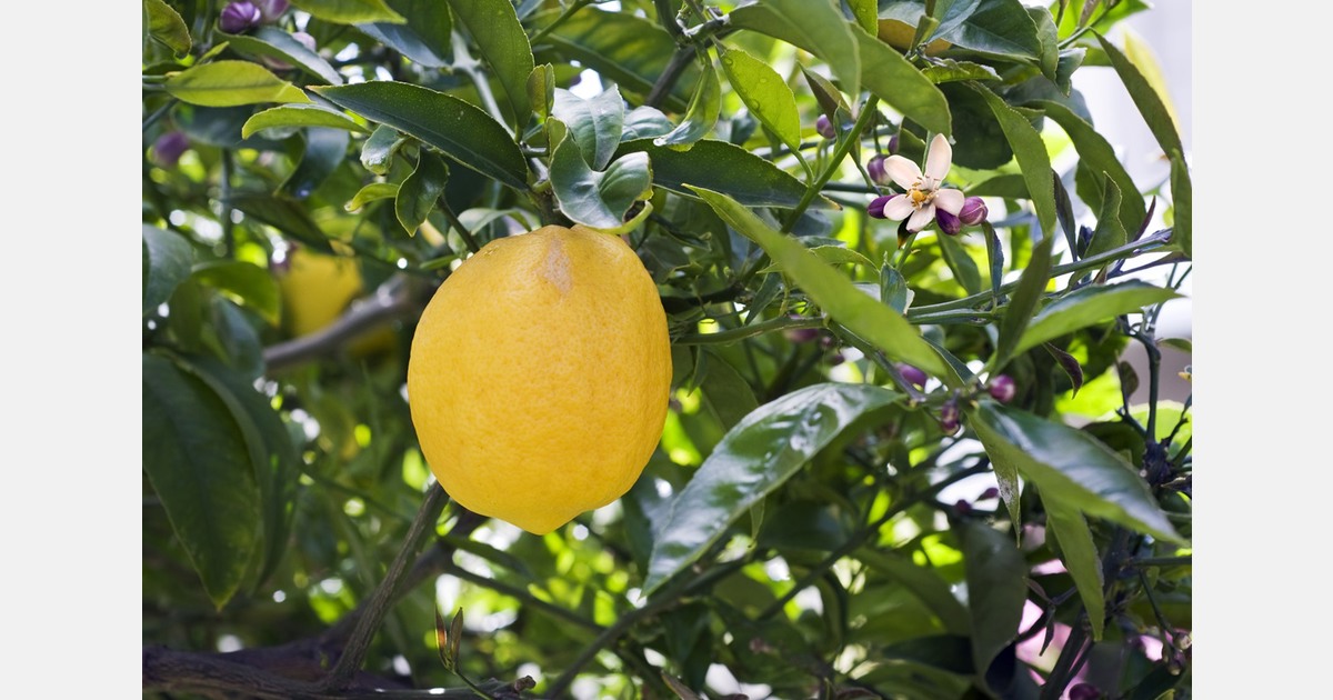 « Les prix citrons pourraient continuer d'augmenter