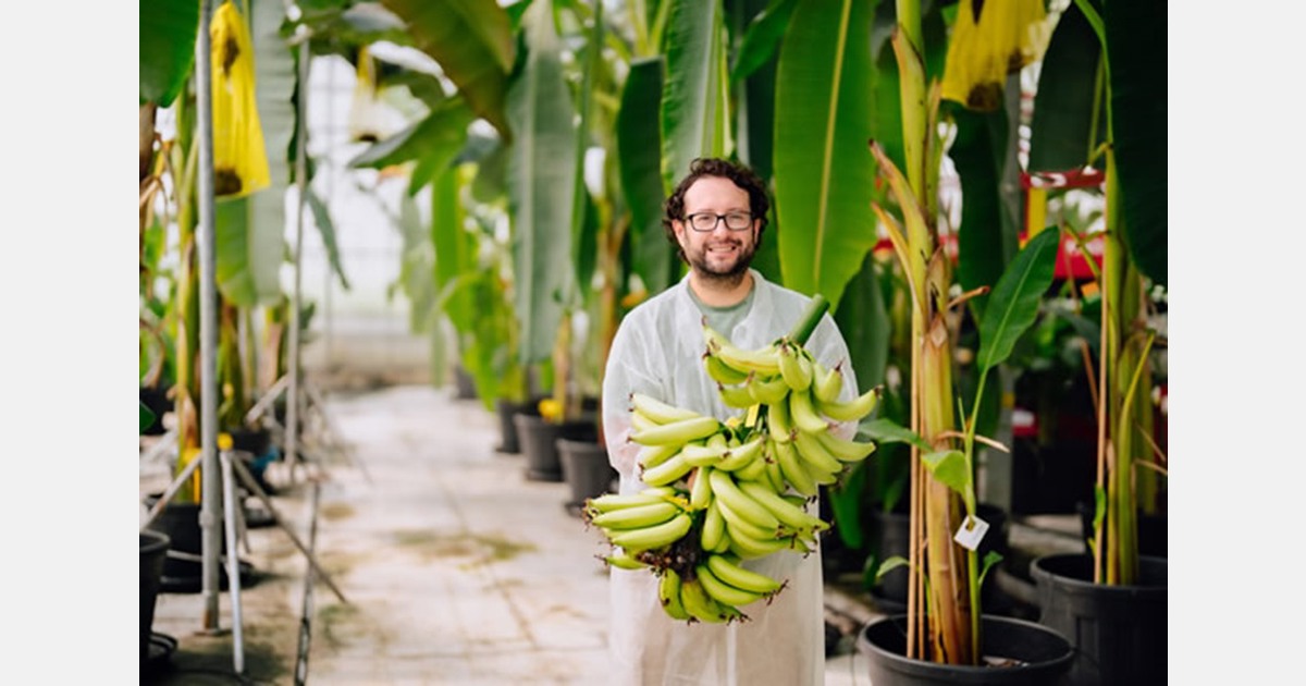 Yelloway One : la nouvelle variété de banane résistante à la TR4