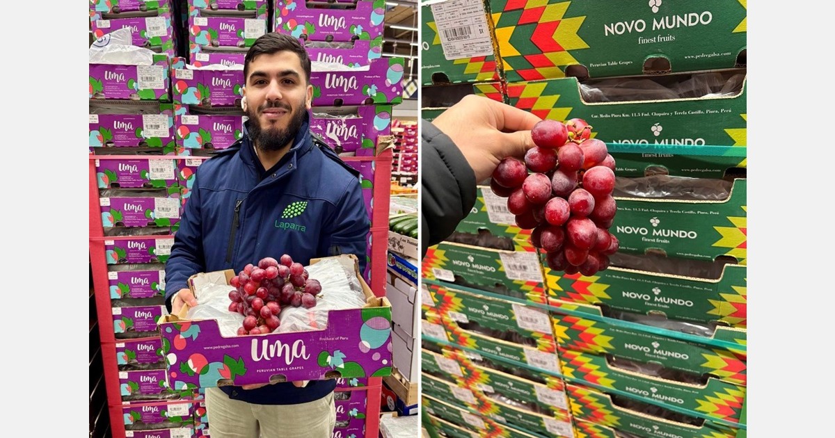 « Le raisin Candy est devenue une référence incontournable