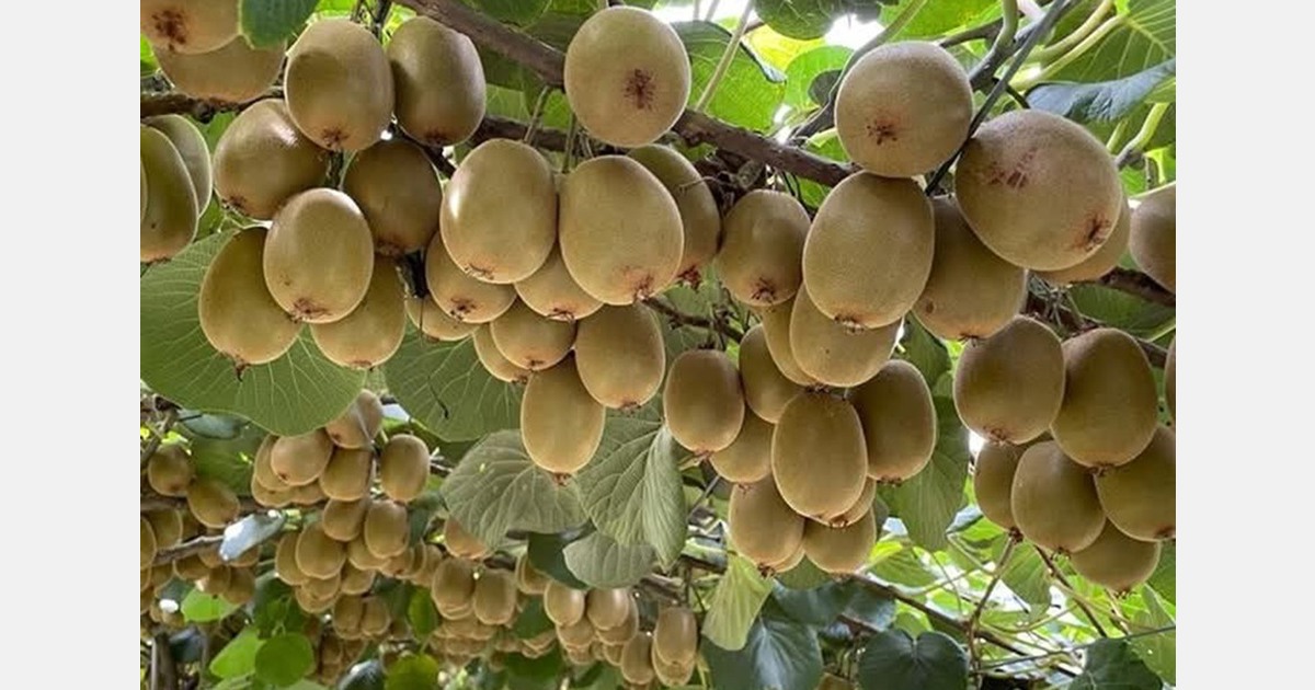 « Nous avons l’objectif de planter 1 500 hectares dans les 10 ans à venir