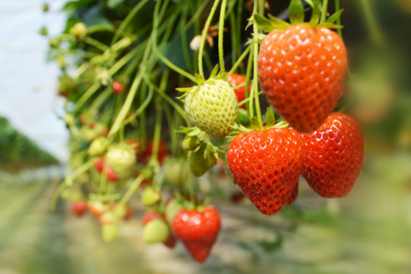 Fraise : la filière française mise sur les variétés gustatives pour se ...