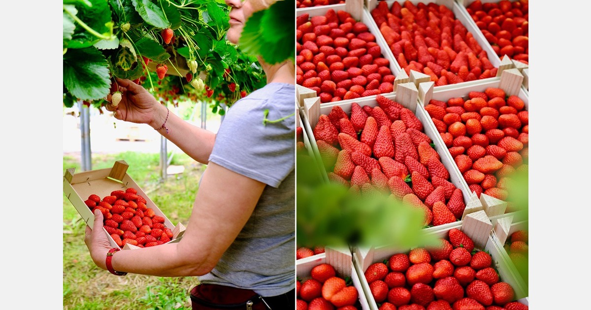 « Malgré un hiver humide, la saison s’annonce prometteuse » pour la ...