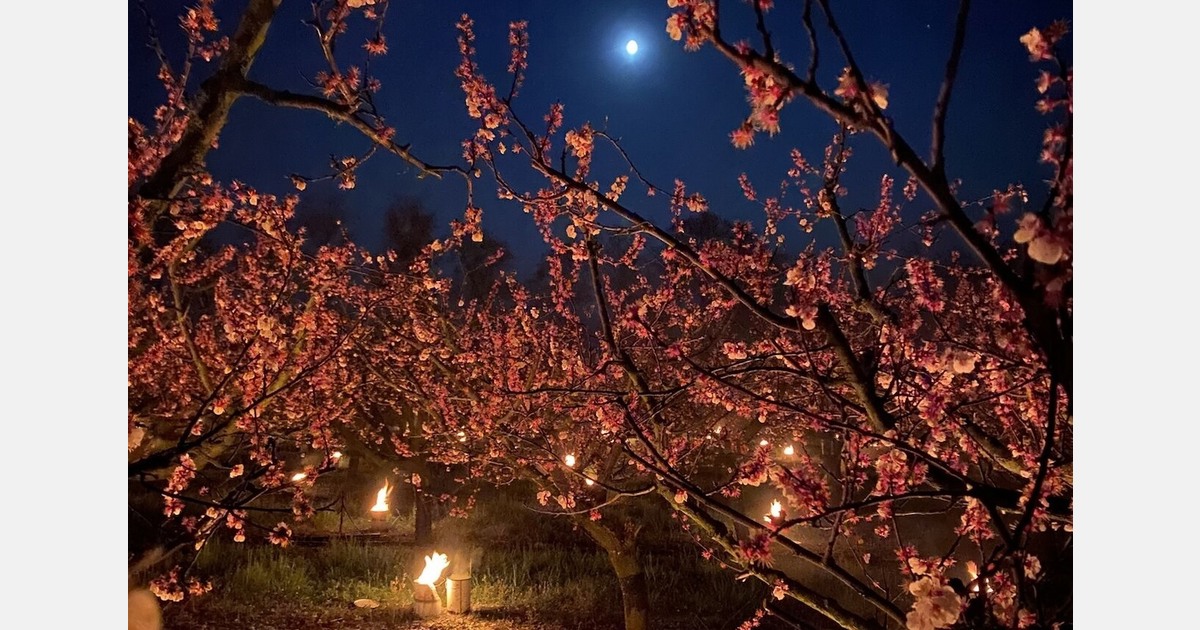 « J’ai choisi de ne pas protéger du gel mes pêchers en pleine fleurs