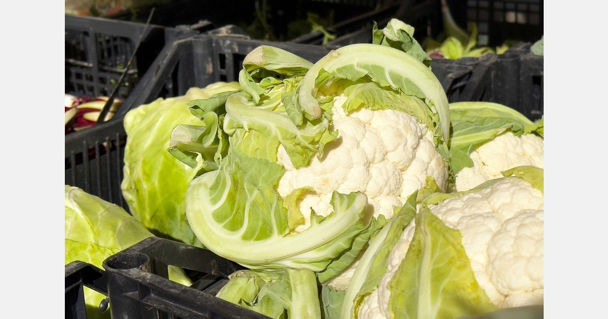 Une faible production de choux-fleurs sur la campagne 2024-2025