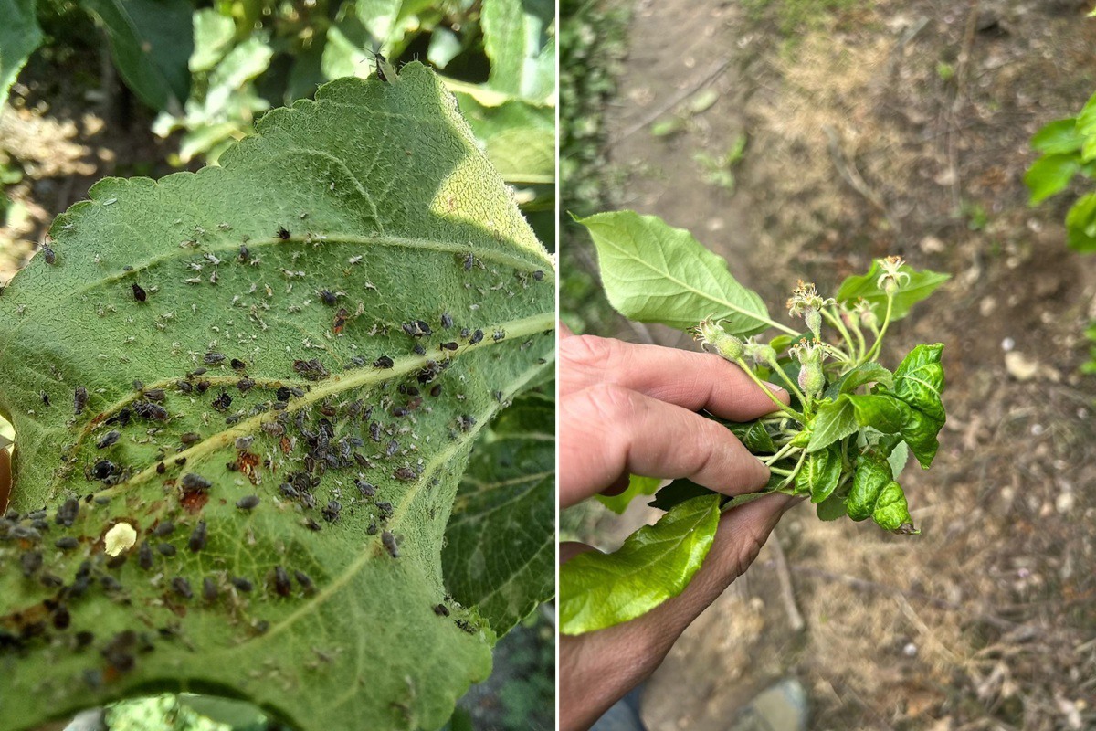 De -10 à -30 % de récolte attendue dans les vergers pomme à cause du ...