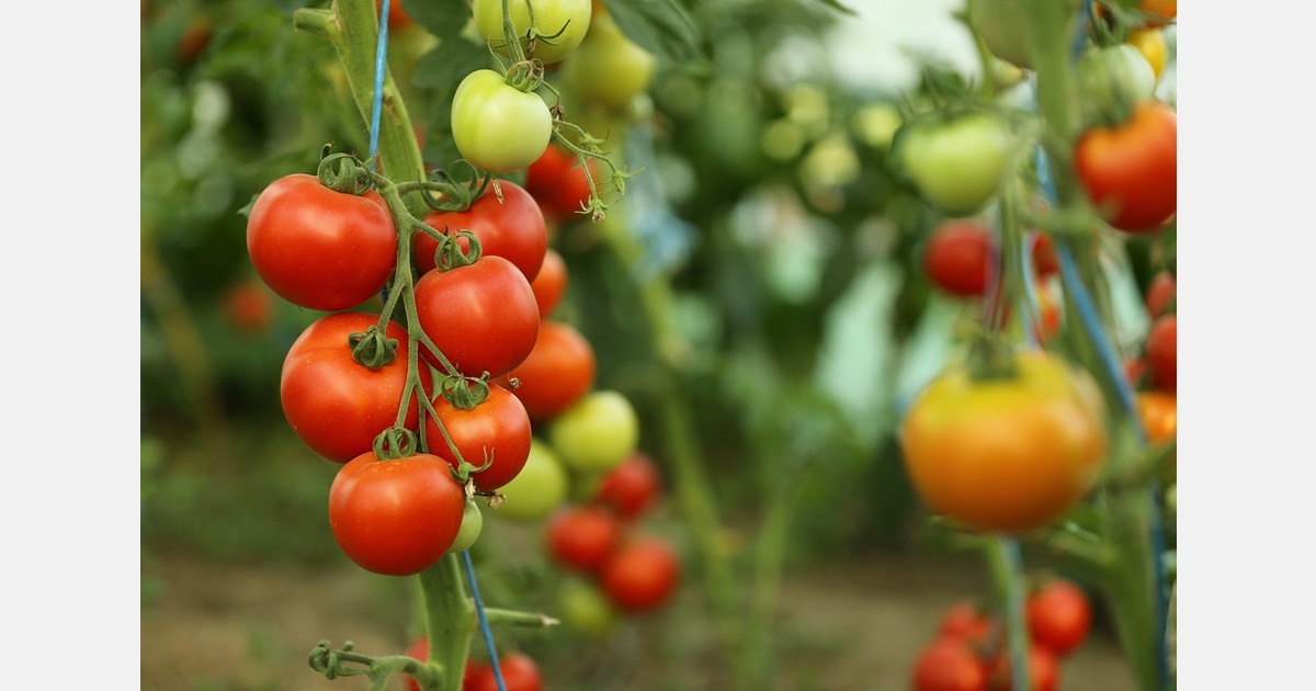 « Le rôle du porte-greffe dans la lutte contre le ToBRFV