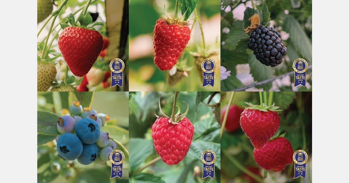 Fruits rouges : plusieurs variétés premium de BerryWorld récompensées ...