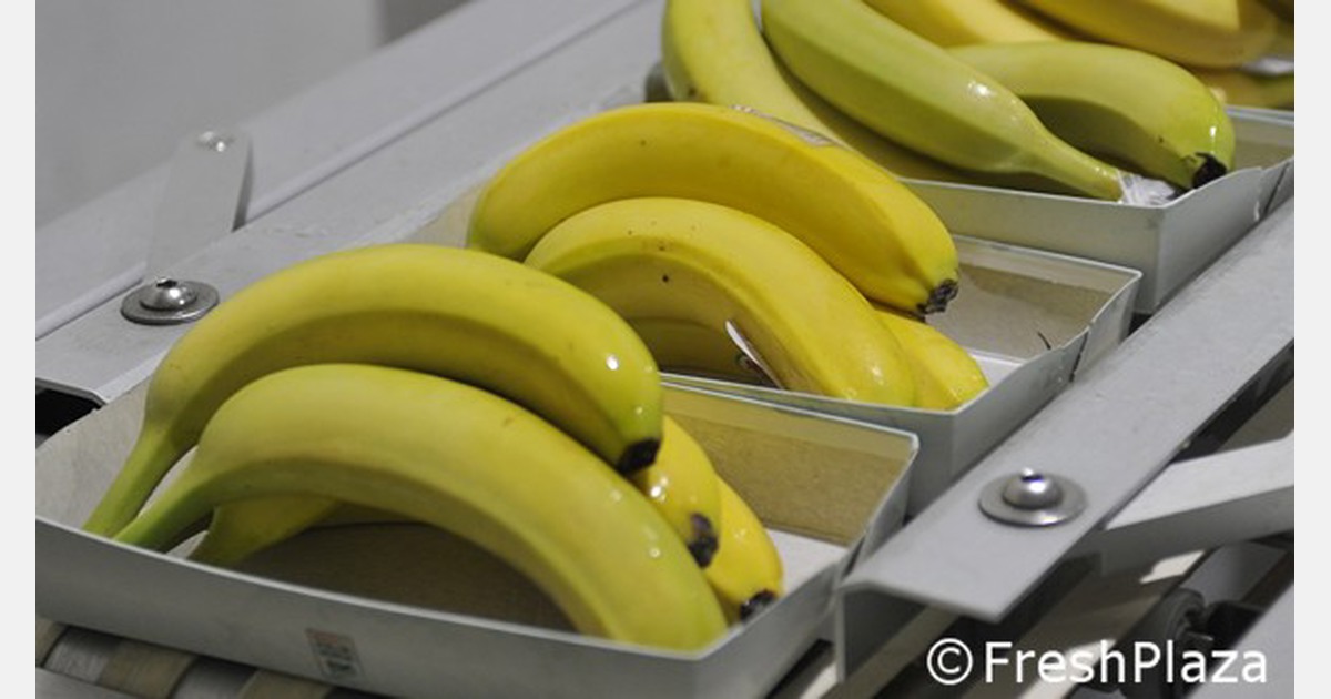 Italie : les prix des bananes toujours aussi bas