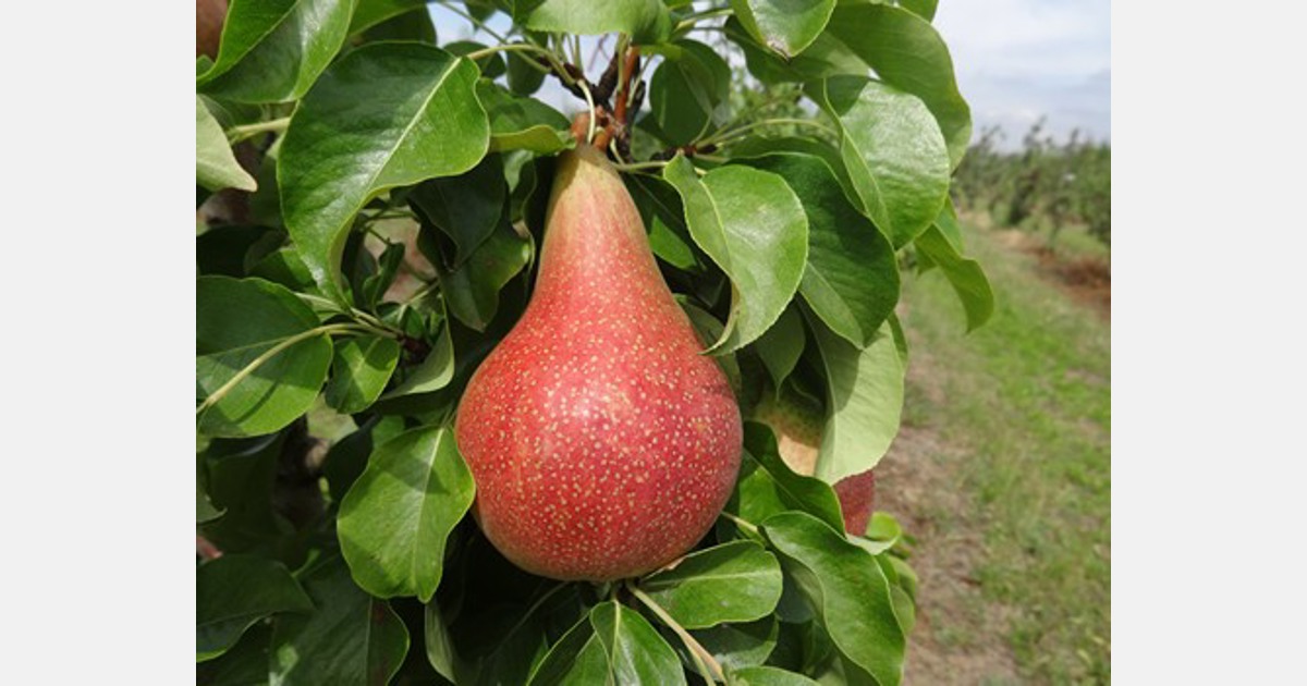 De nouvelles variétés de poires pour relancer le secteur
