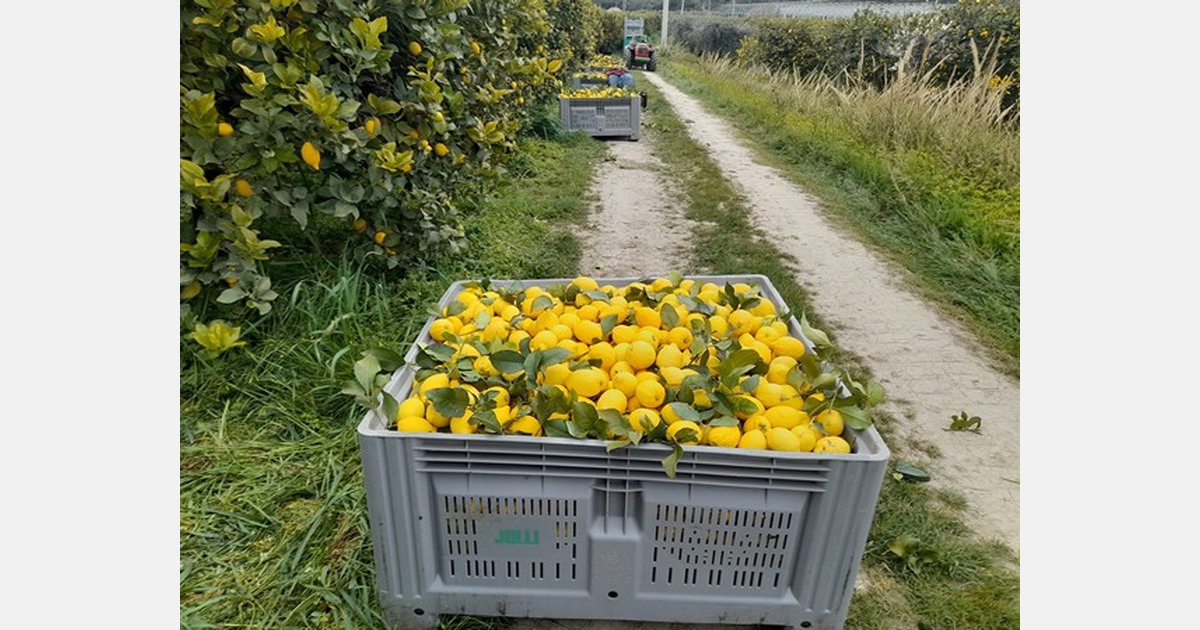 L'Antico Limone di Rocca Imperiale maintenant disponible