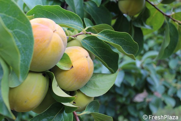 La saison italienne du kaki Rojo Brillante est sur le point de démarrer