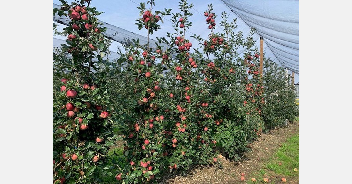 Innovations pour les vergers de pommes dans les plaines d'Italie