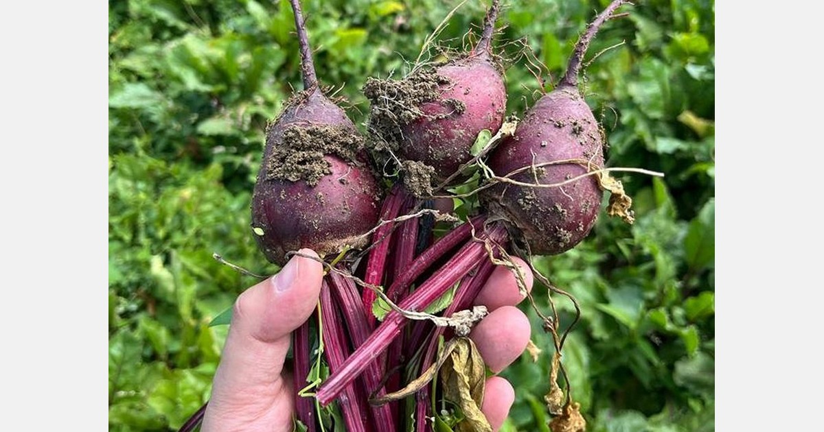 « Nous travaillons à une anticipation de la récolte de betterave rouge ...