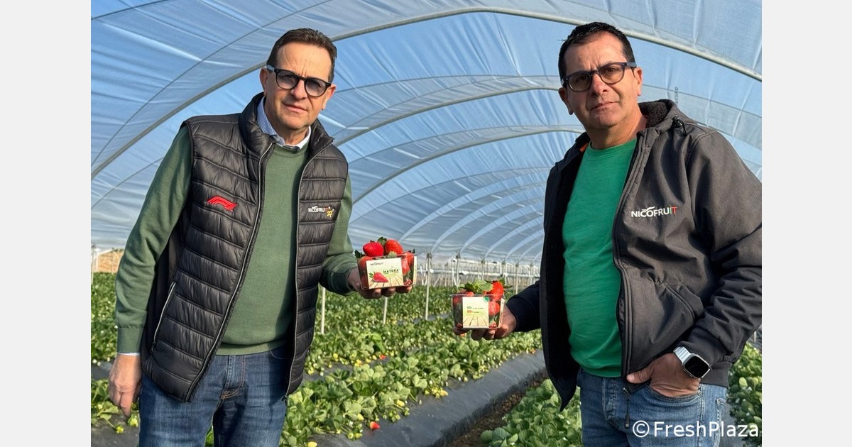 « Nous produisons et vendons des fraises depuis 30 ans