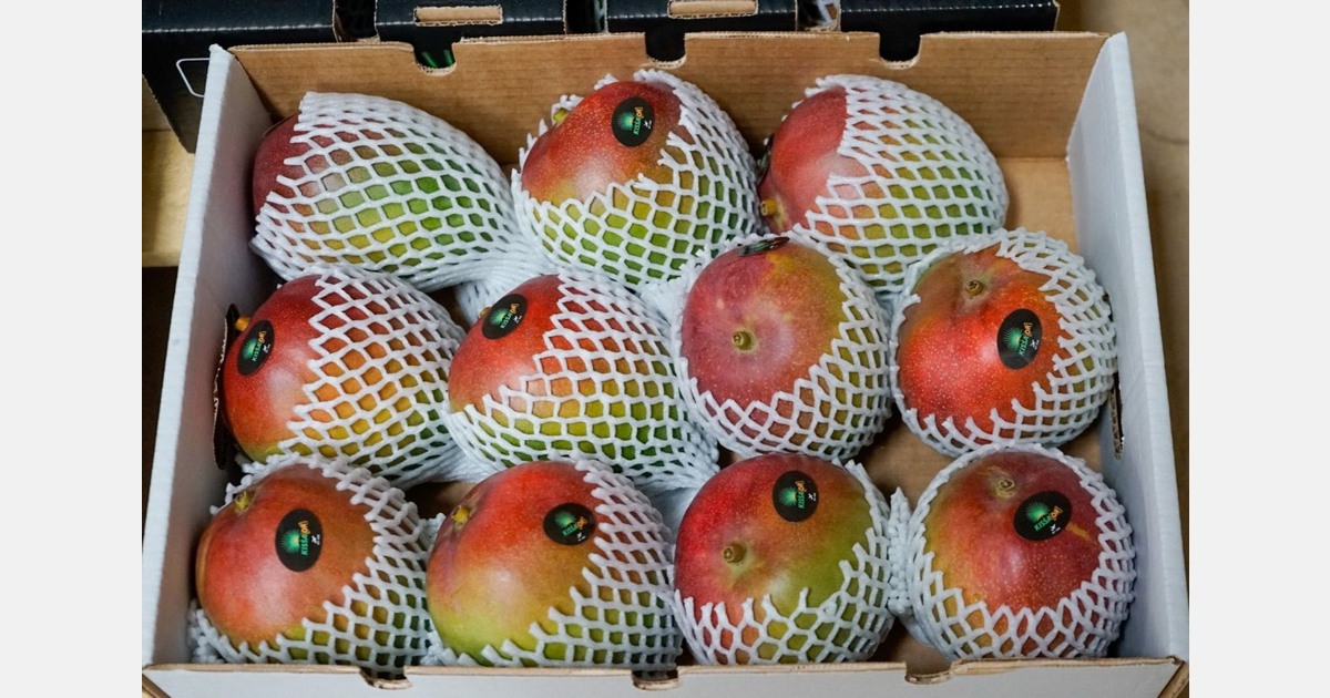 Une bonne saison pour la mangue Kent de Côte d'Ivoire