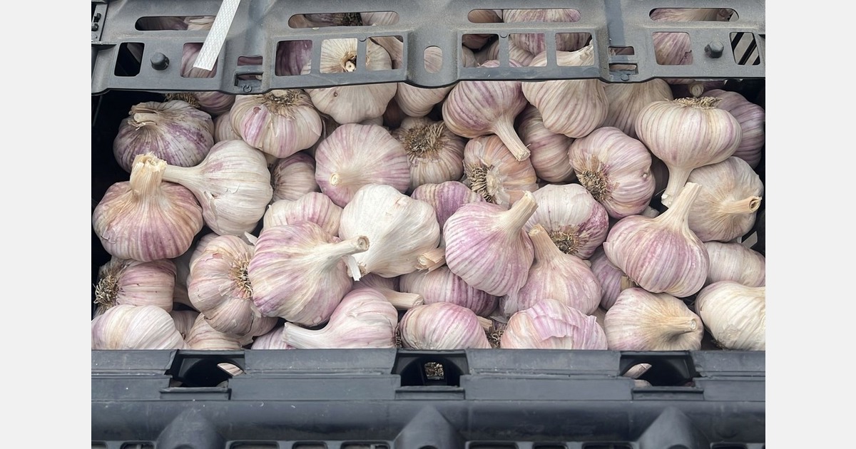 « L'offre d'ail sec sur les marchés espagnol et italien est rare