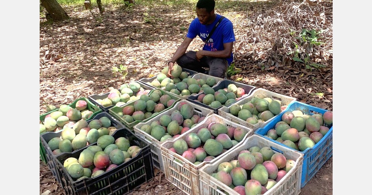 « Nous visons 5 conteneurs par jour pour la prochaine campagne de mangues
