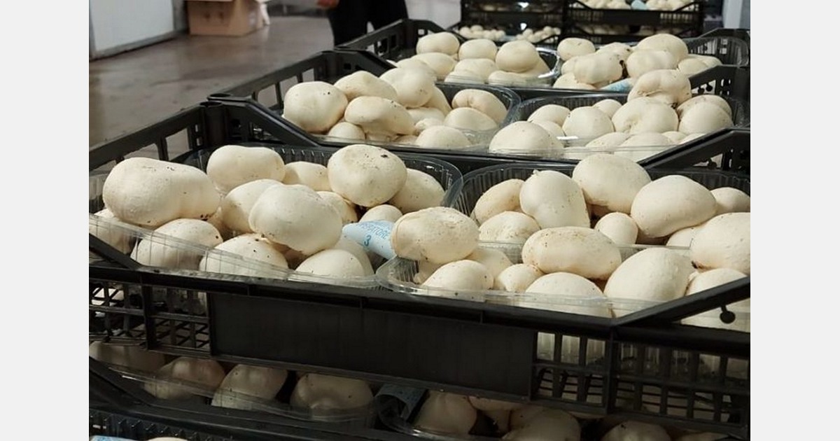 « La crise du marché des champignons de couche affecte les produits ...