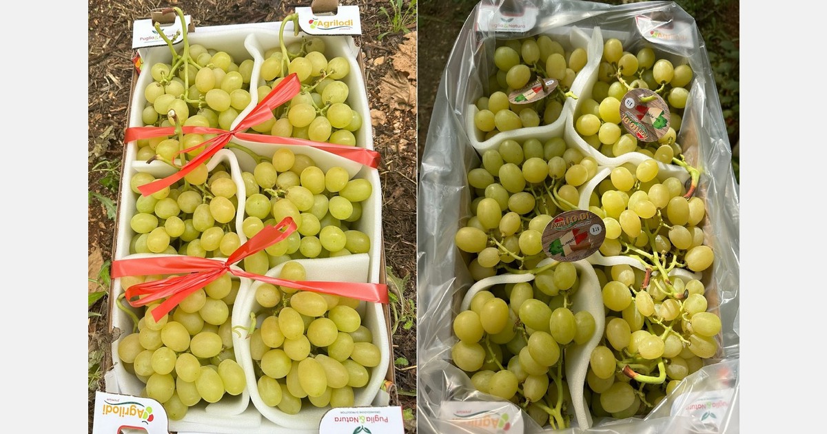 « La couleur des raisins Italia est associée à leur goût et degré Brix élevé