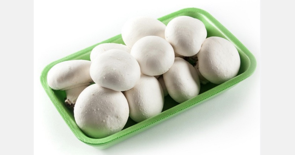 L'utilisation du plastique pour les champignons frais de culture remise ...