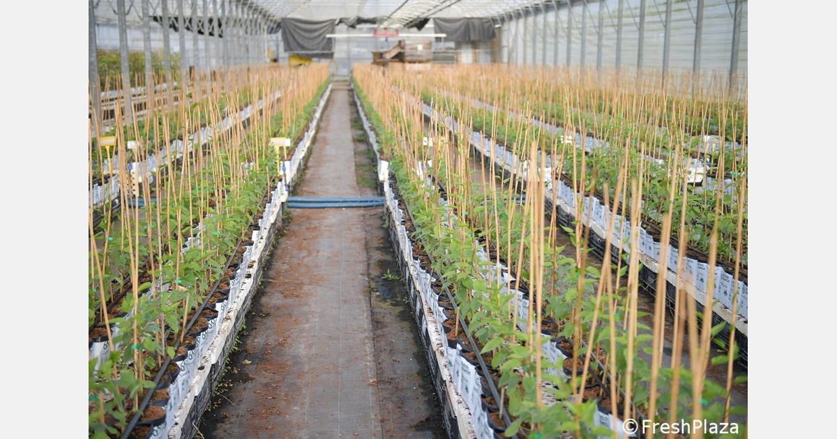 Kiwi : le nouveau porte-greffe Roki arrive en 2025