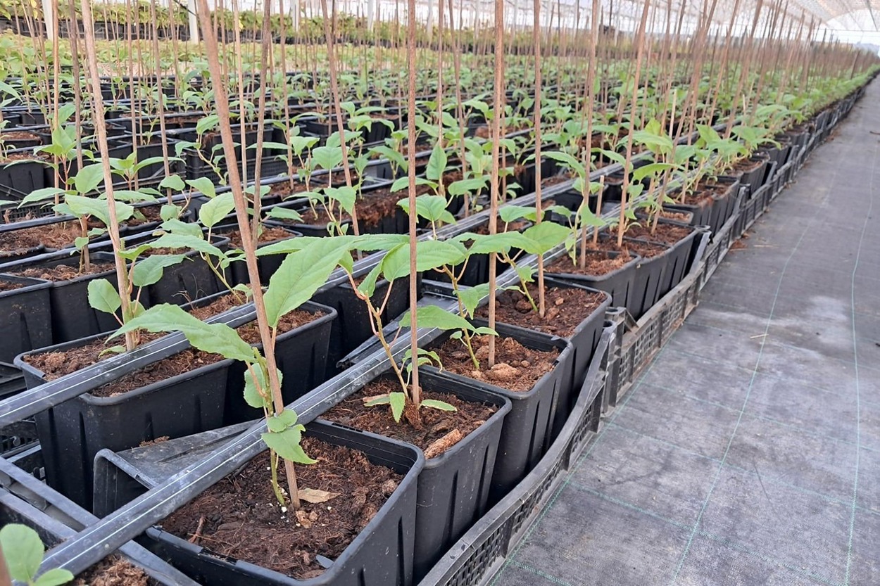 Spice24 : un nouveau porte-greffe de kiwi breveté, exclusivement ...