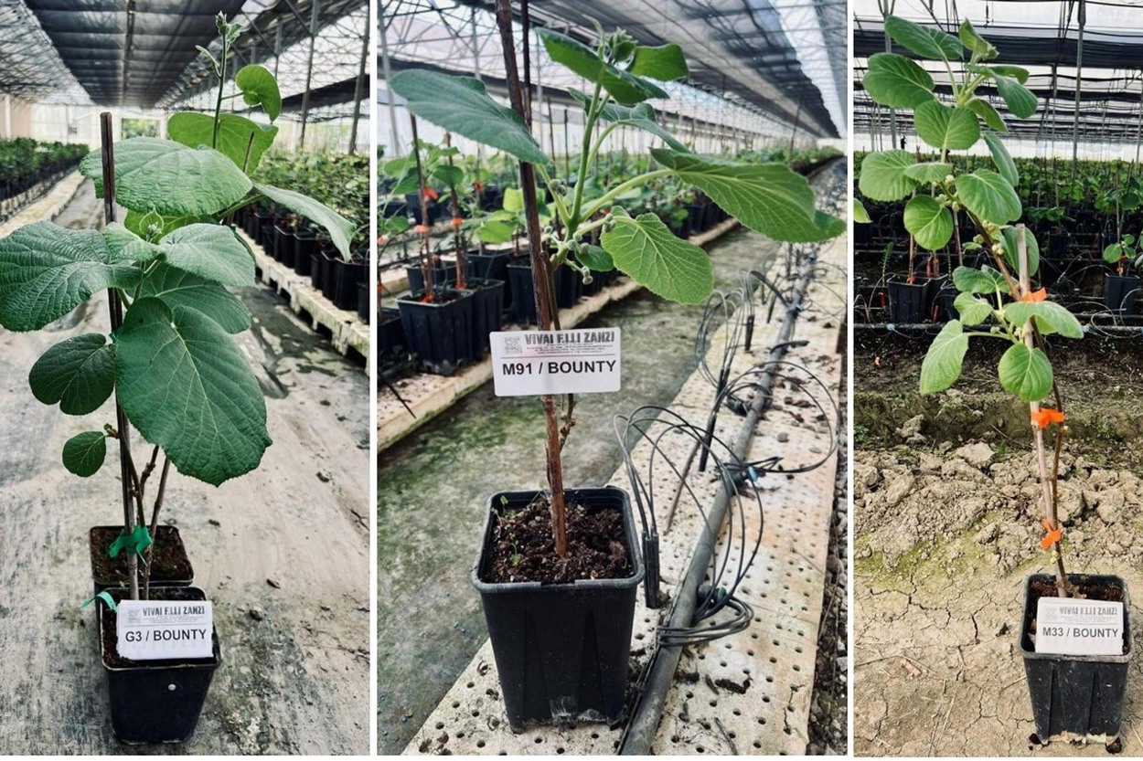 Kiwi : le choix du porte-greffe peut déterminer le succès ou l'échec de ...