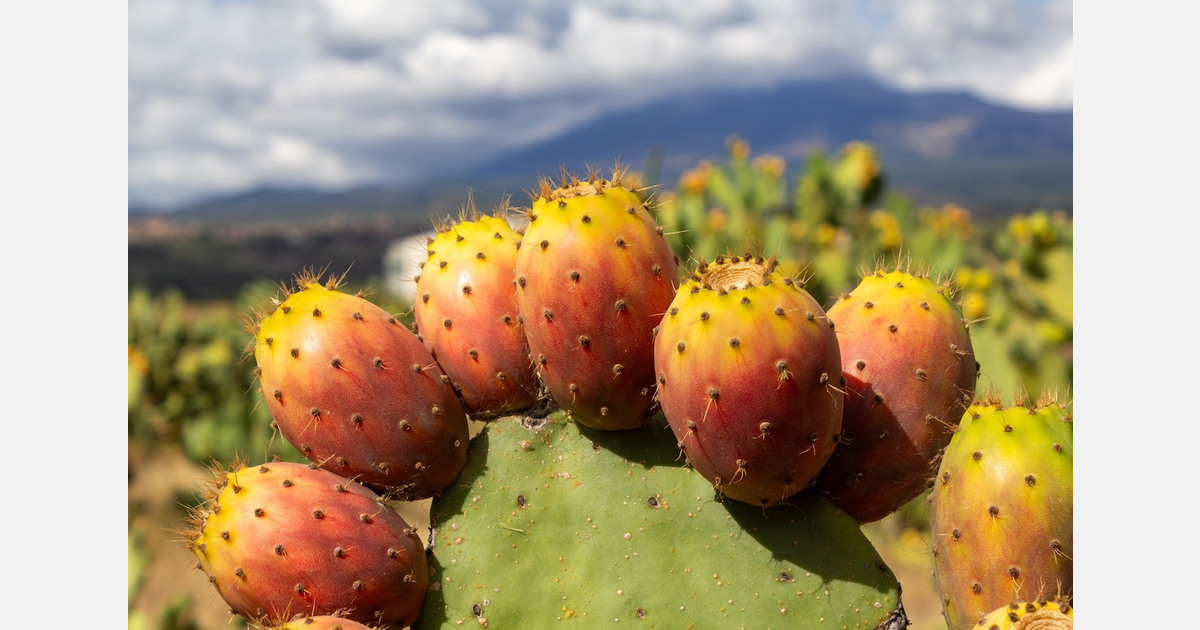 « Aucune figue de Barbarie n'est perdue