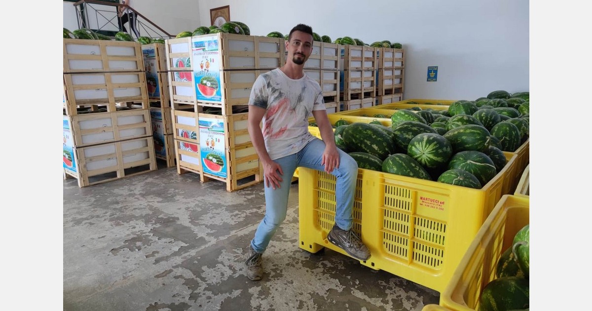 « Une année catastrophique pour les pastèques, en raison des conditions ...