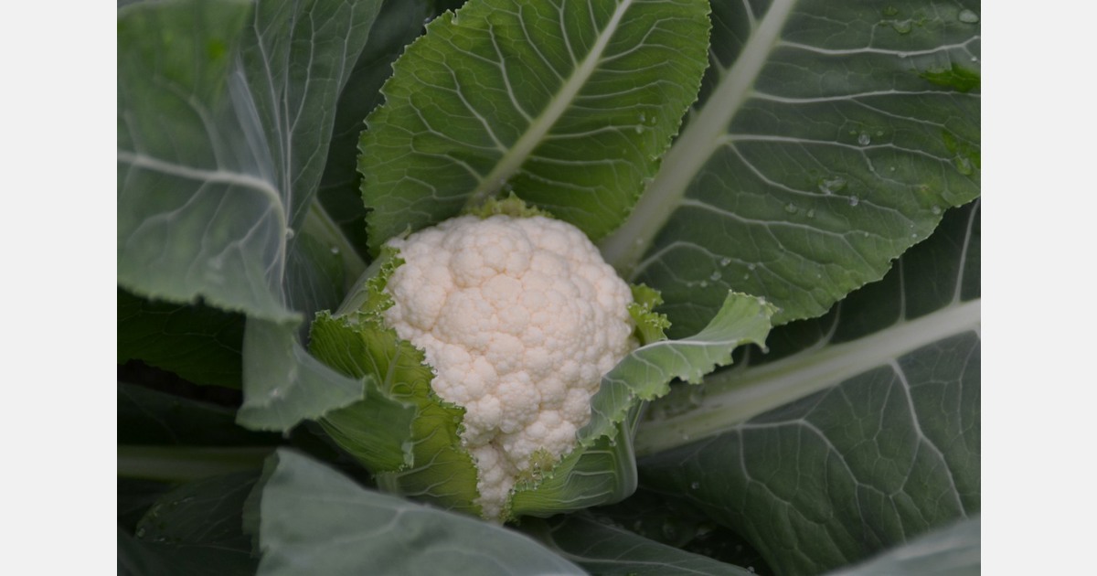 « Les producteurs sous serre seront les seuls à fournir du chou-fleur ...