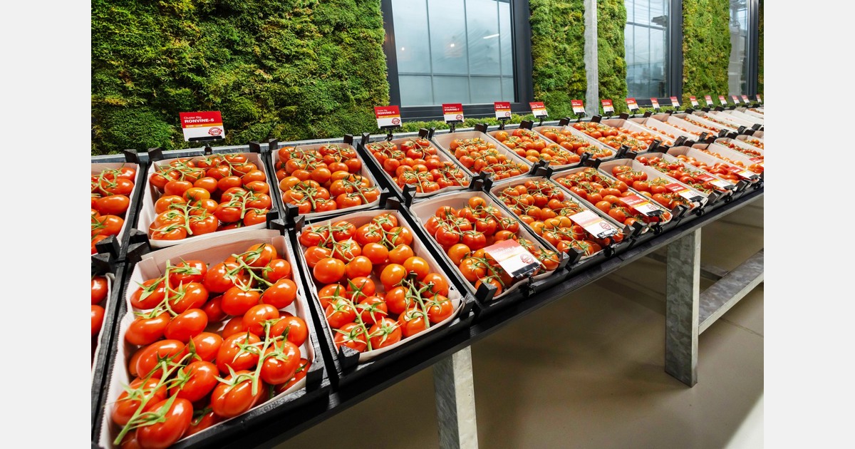« Le commerce de détail européen opte pour la culture de tomate sous ...