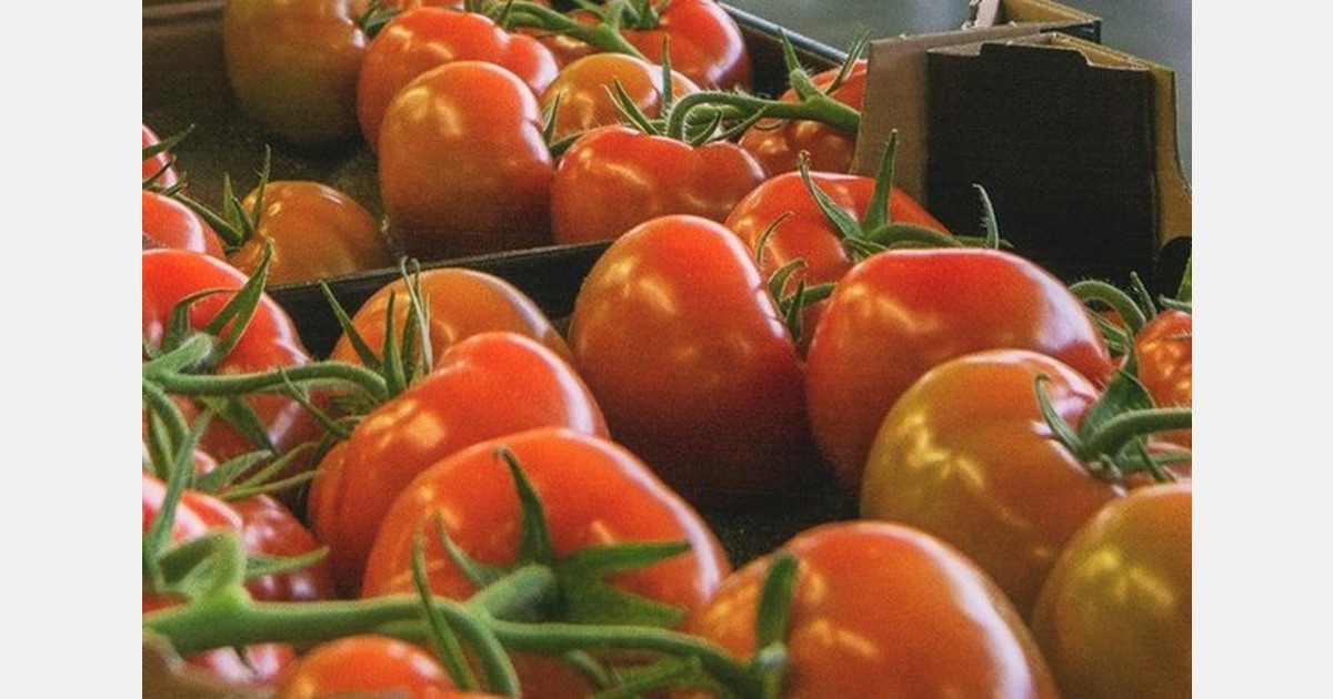 Les prix des tomates en décembre 2024 en moyenne inférieurs de 13 à 45 ...