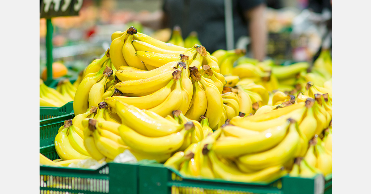 CDBM se hisse à la troisième place des exportations de bananes du Cameroun