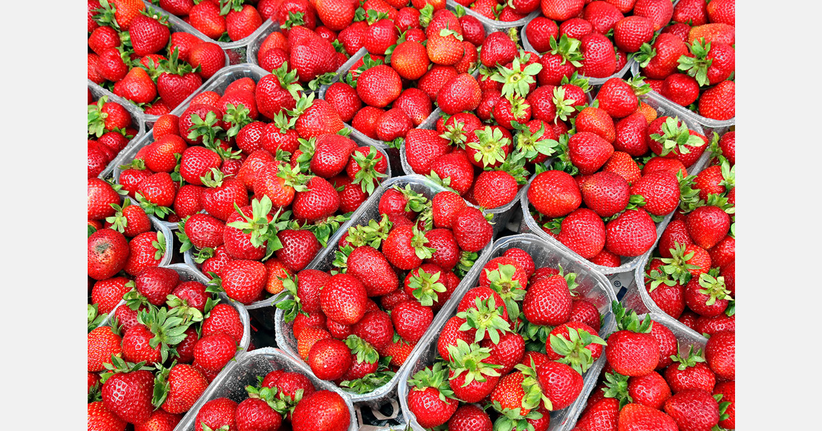 Le Maroc se classe parmi les 10 premiers producteurs mondiaux de fraises